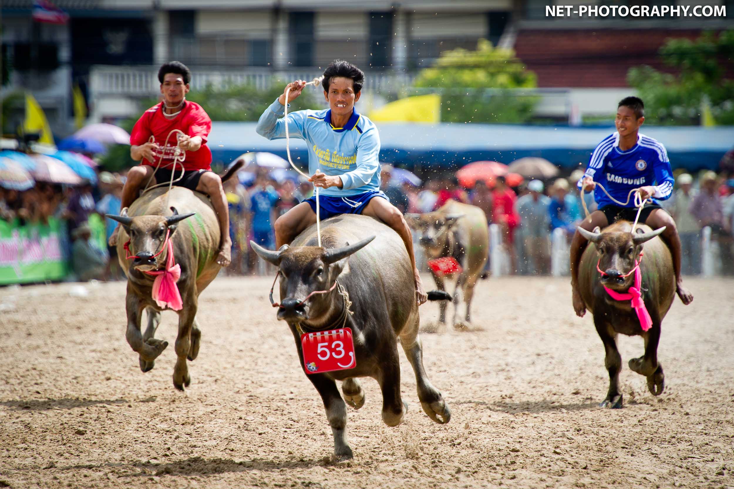 Thailand Buffalo Racing Festival 2011 | NET-Photography Thailand ...