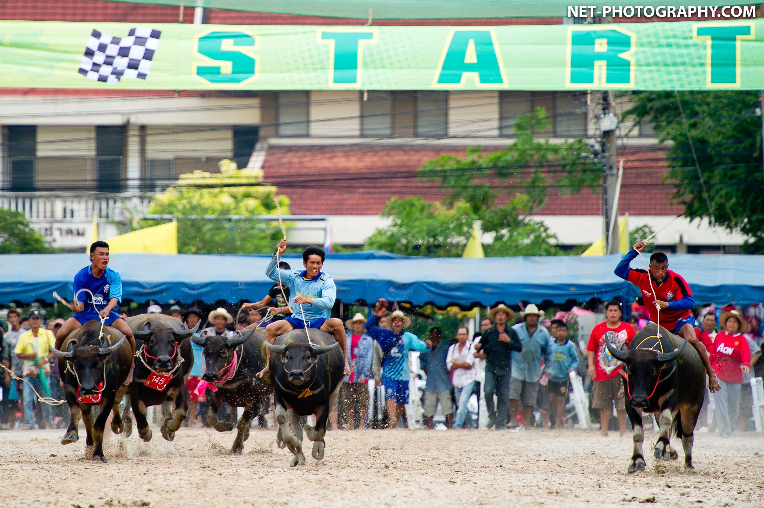 Thailand Buffalo Racing Festival 2011 | NET-Photography Thailand ...